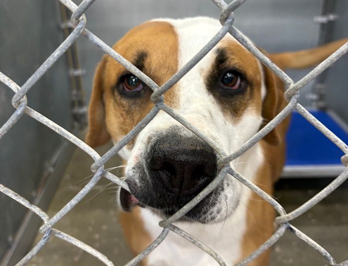 ‘Relentless’ need: Inside Shelby County’s animal overcrowdin...
