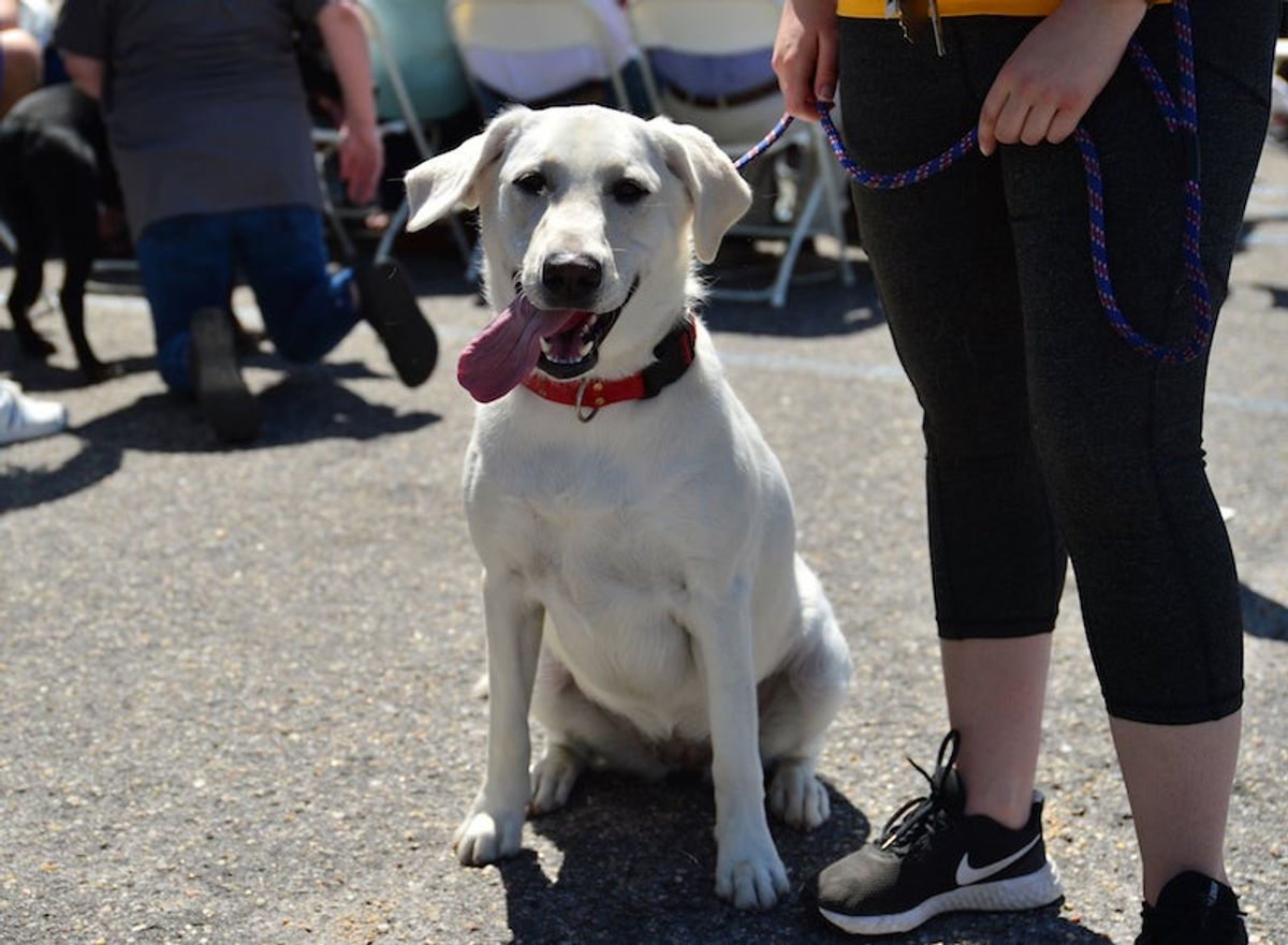13th Annual Bark & Wine set for Sept. 10