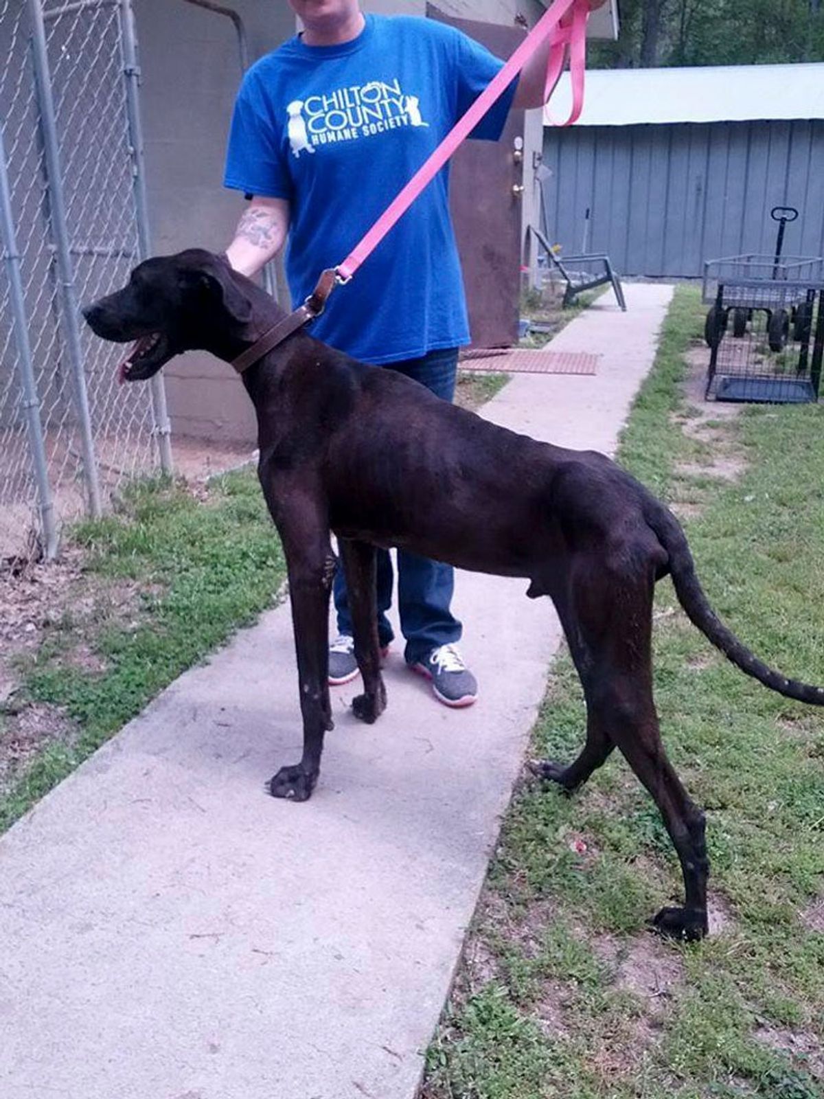 Humane Society calls for committed effort against animal cru...