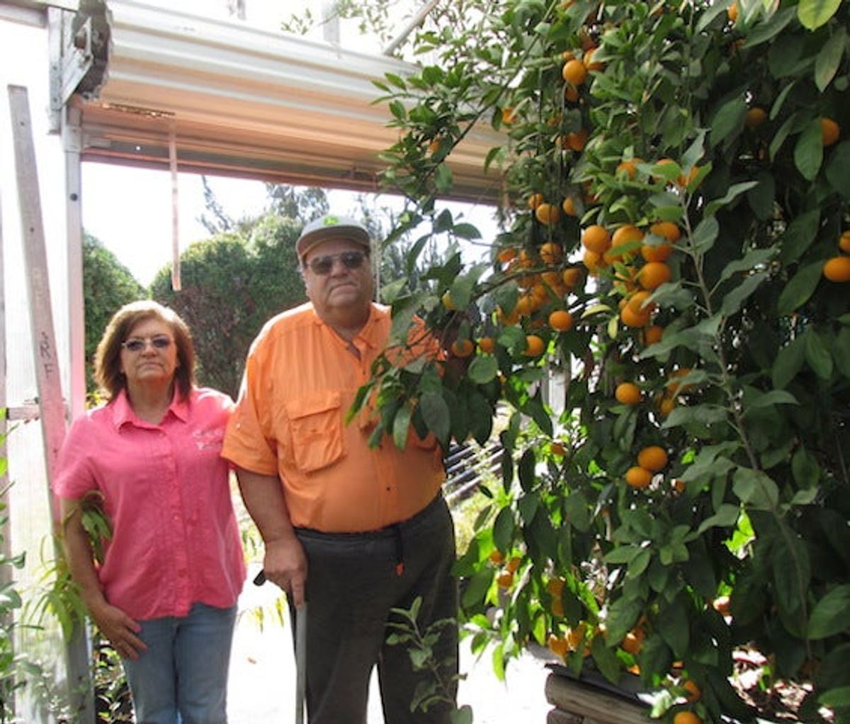 Sweet and Juicy: Satsumas ripe at G&G Farm