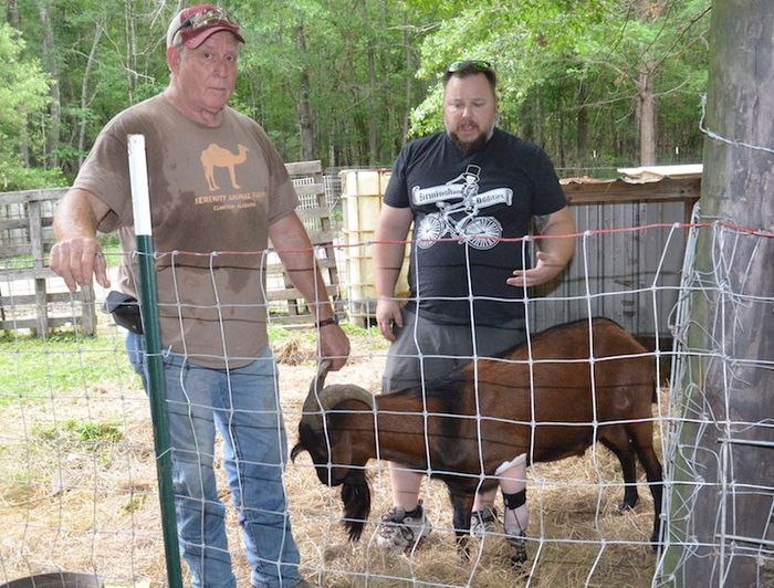 Prosthetic to help goat survive