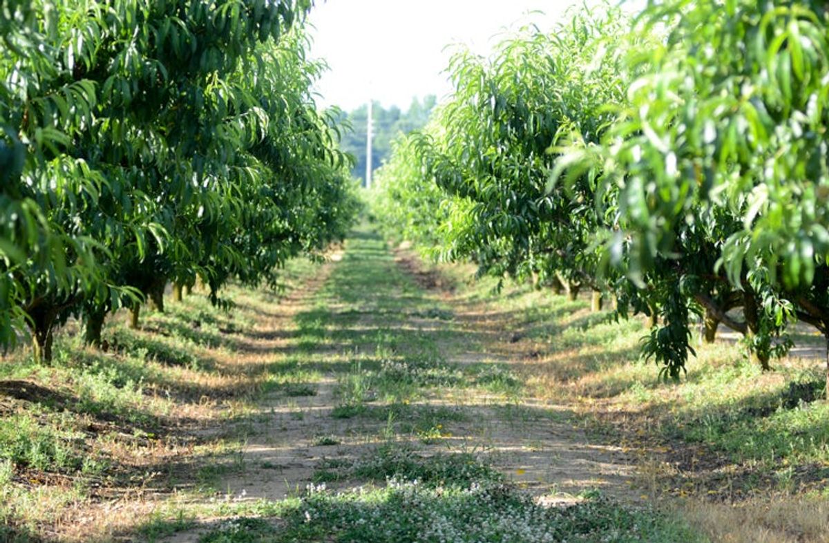 Early varieties of peaches now available