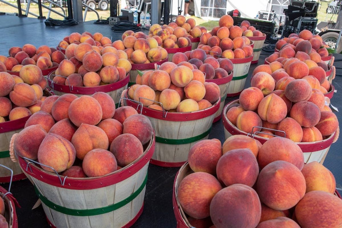 Peaches growing right on time in Chilton County