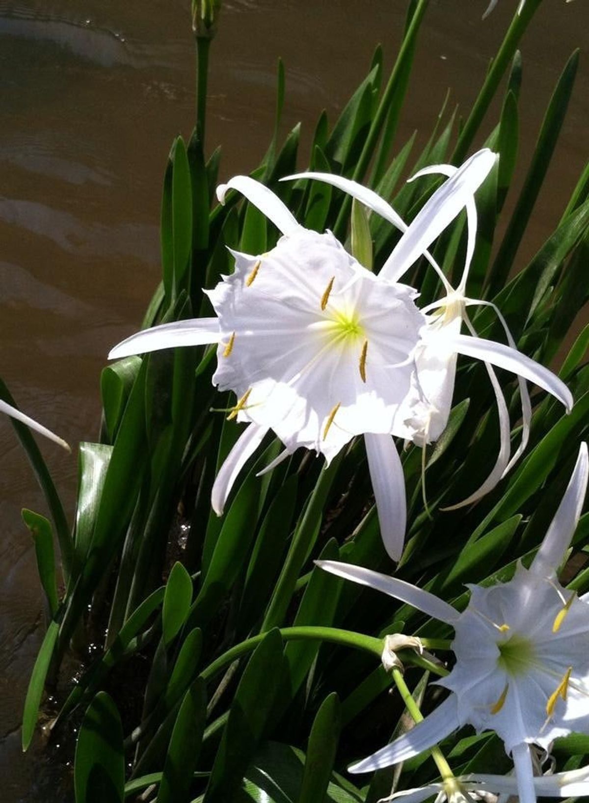 Rare Beauty: Endangered lily finds shelter in Lake Mitchell