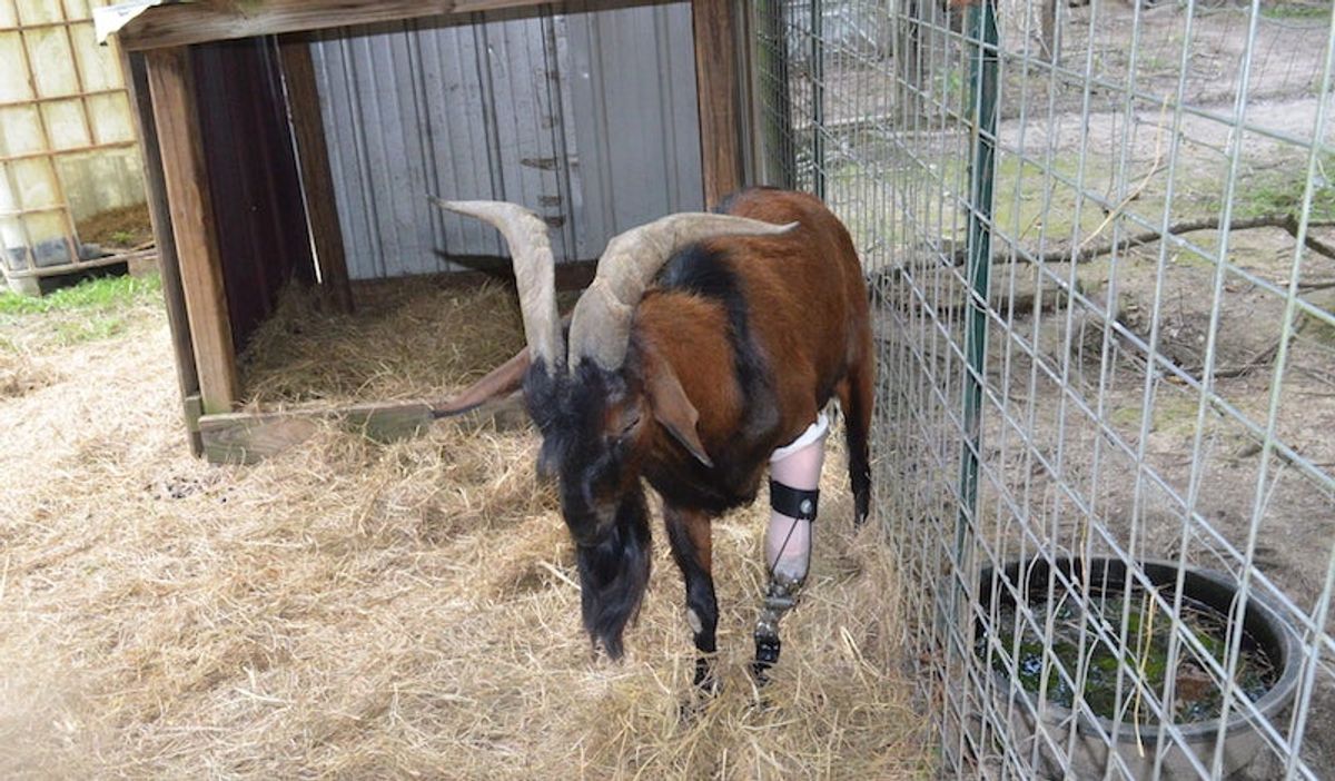 Prosthetic to help goat survive