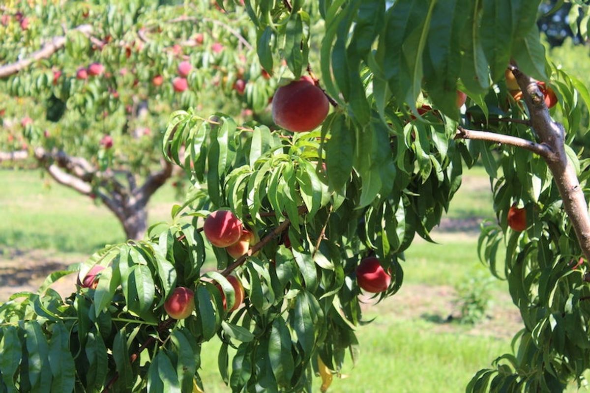 OPINION: Peach season has begun