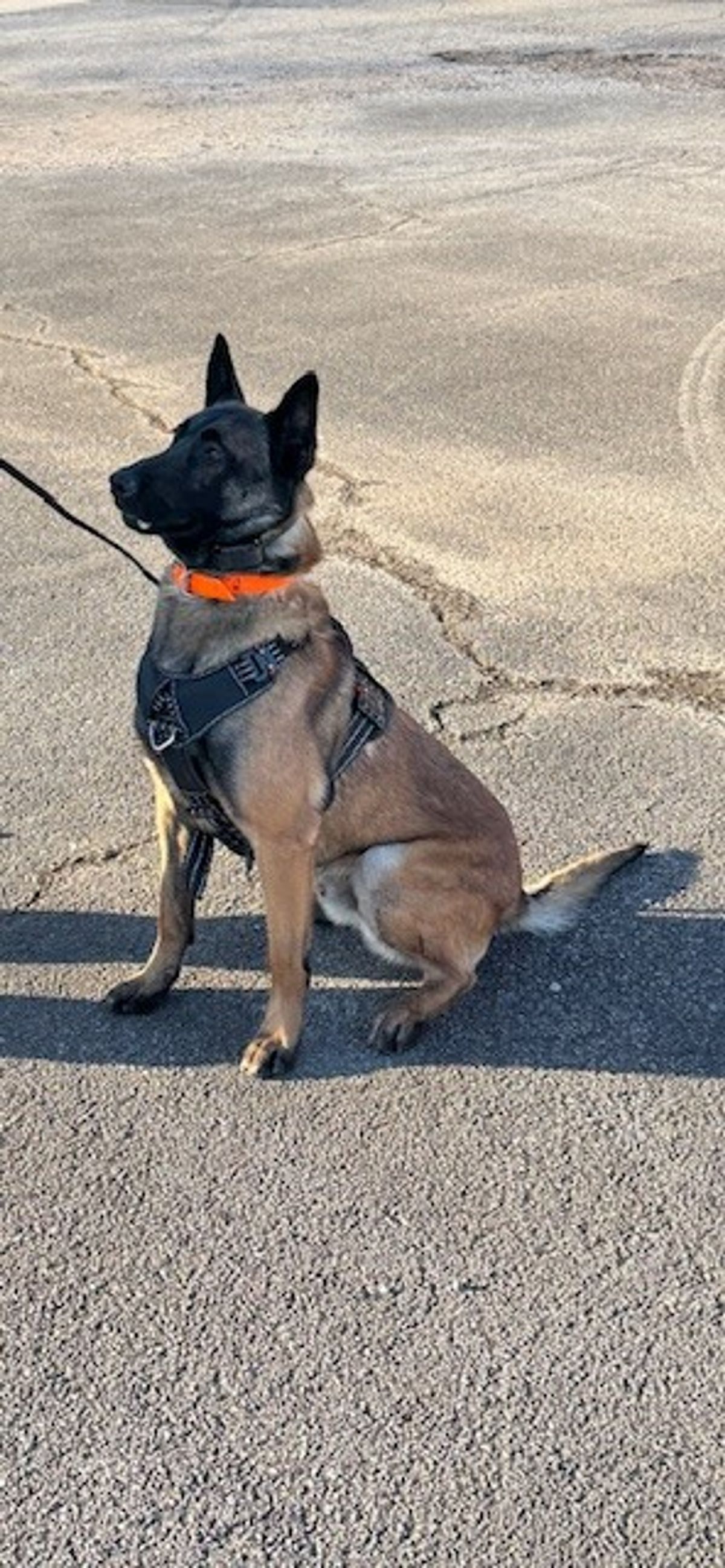 Arkansas Highway Police Seize $16 Million Worth of Marijuana During S...