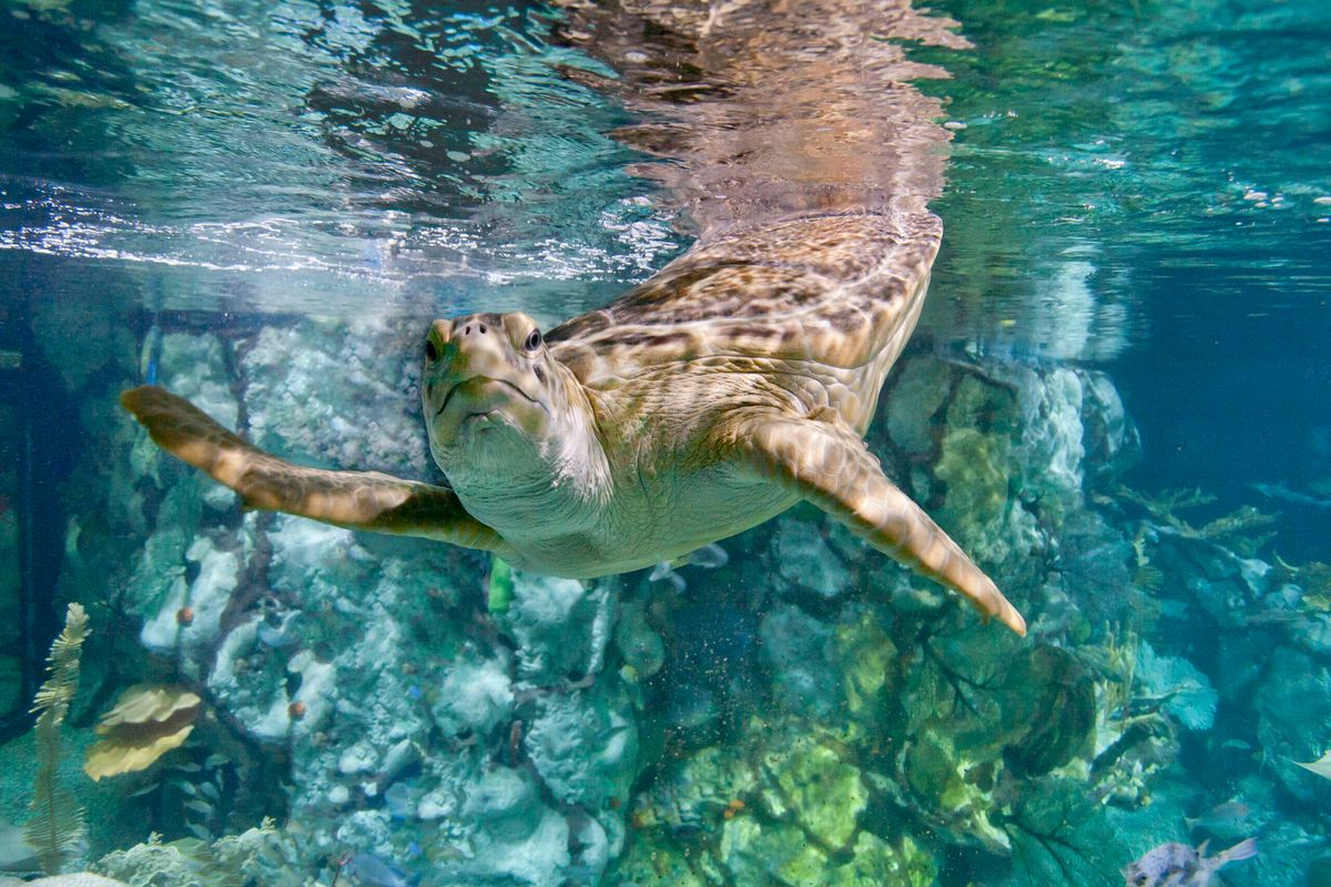 Free days at the Shedd Aquarium in 2026