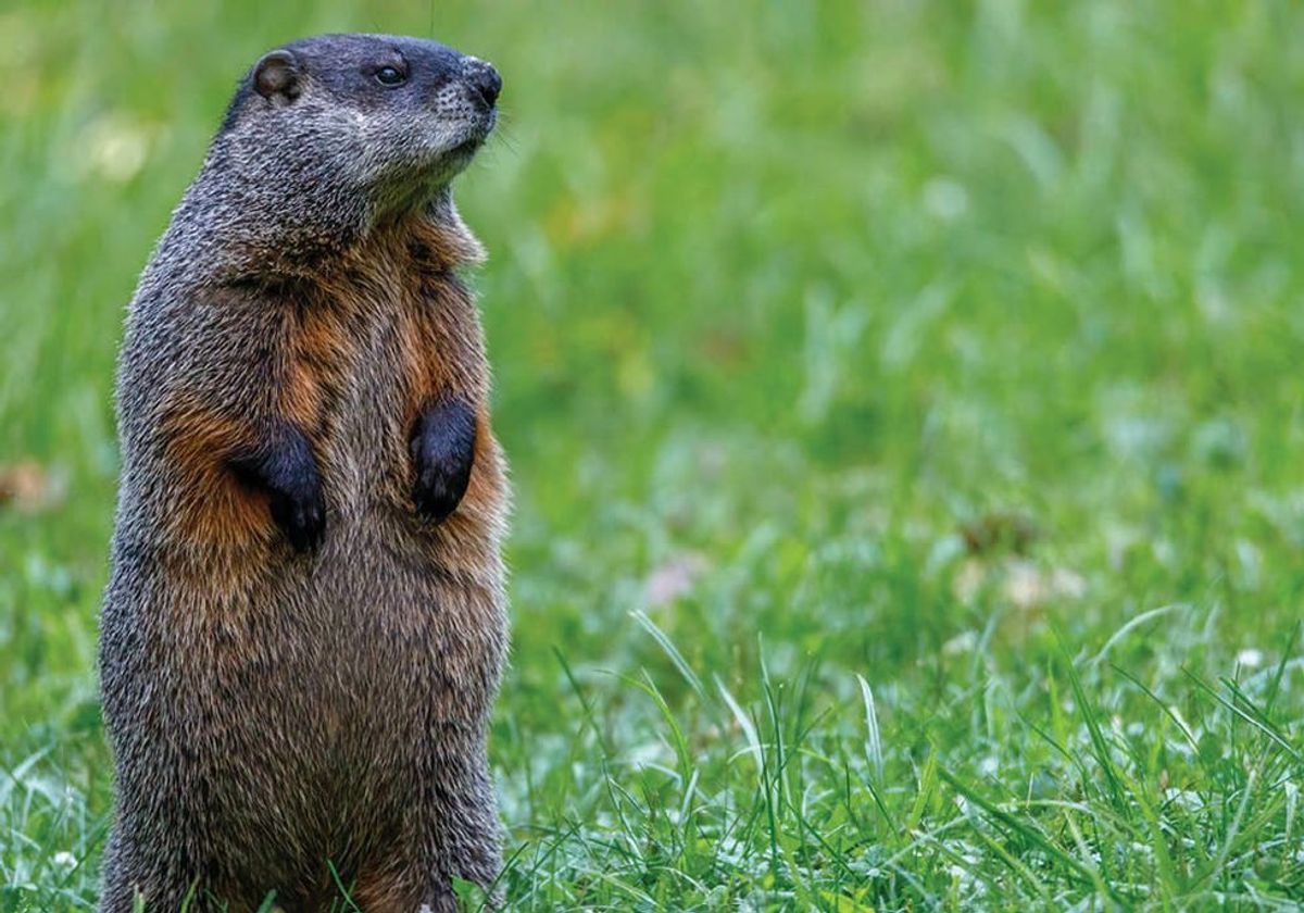 Fun Ways to Celebrate Groundhog Day At Home