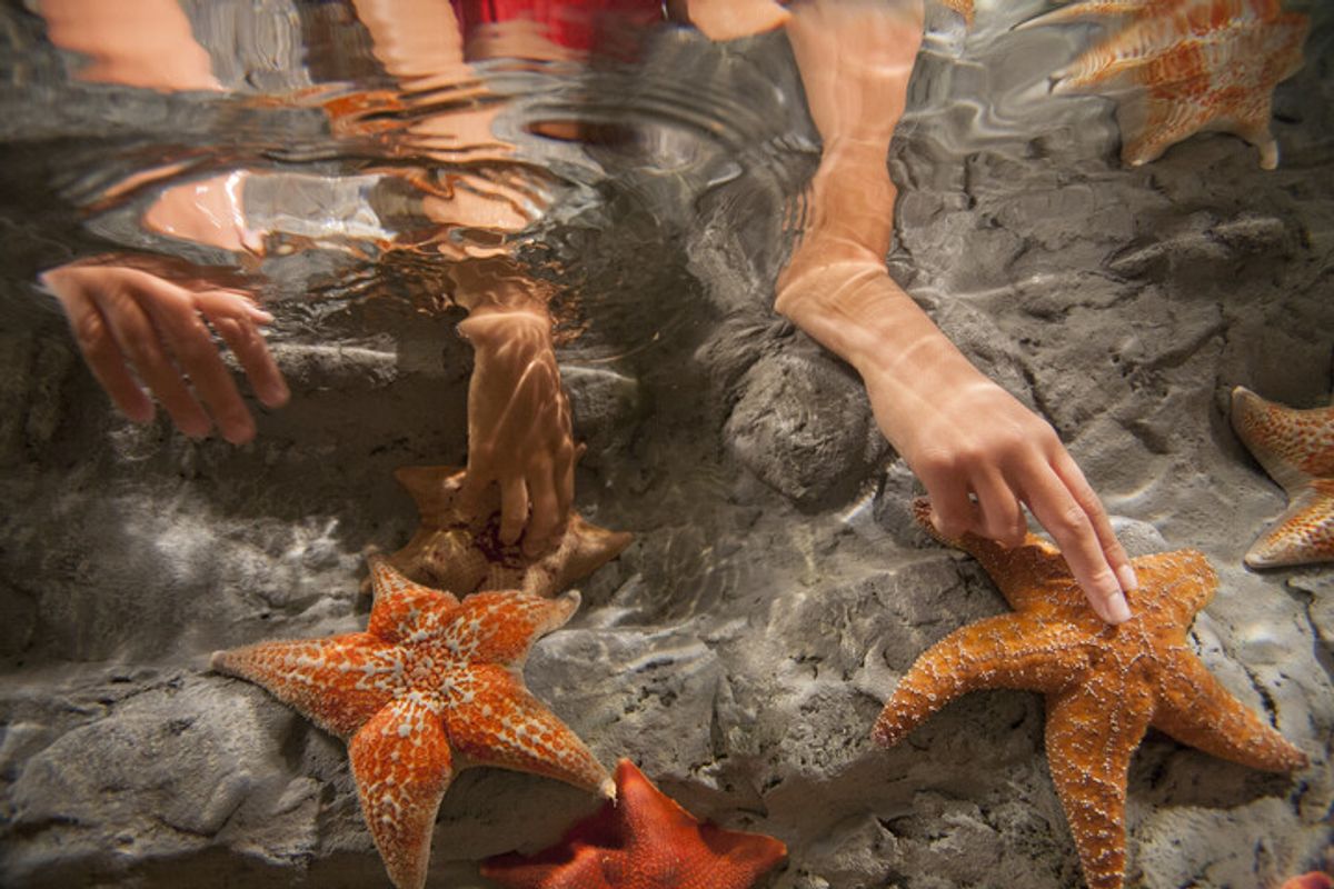 Visit the Shedd Aquarium's new Stingray Touch Experience