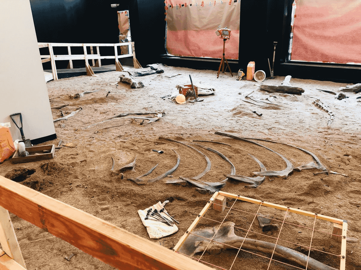 Field Museum Opens Free Pop-Up Dino Dig