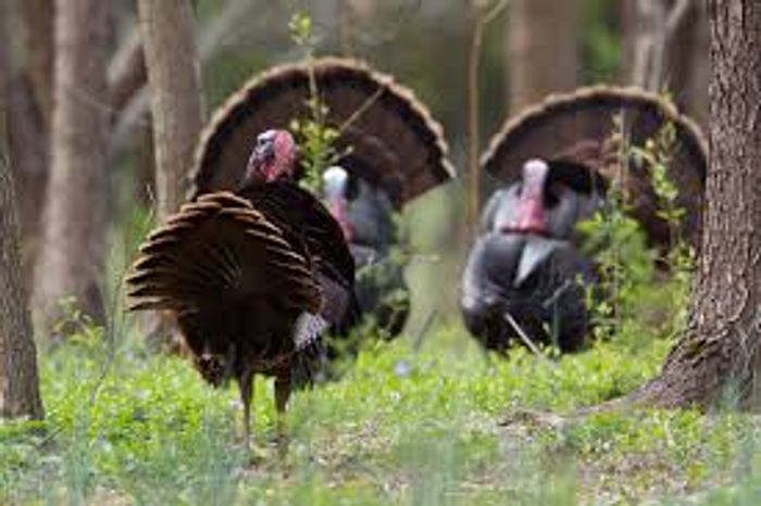 Springtime Turkey Season