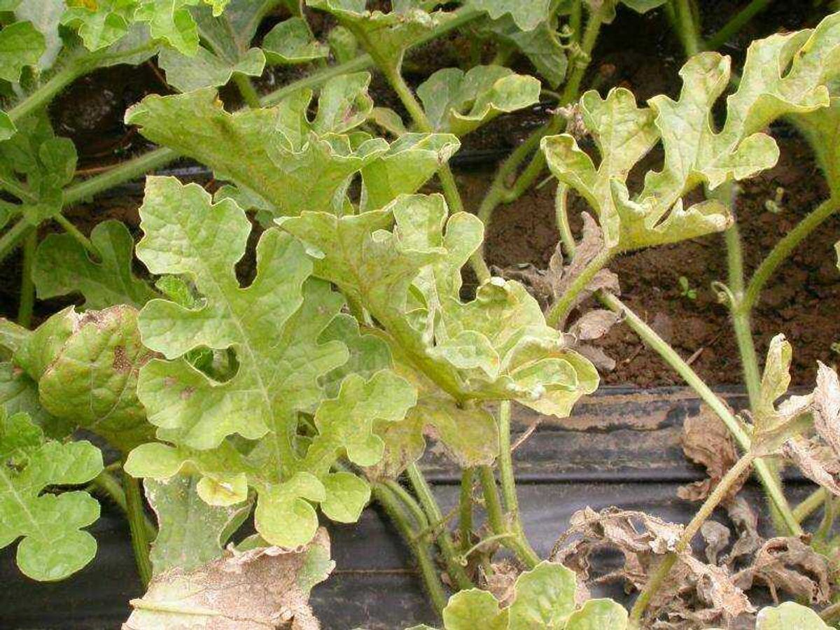 Watermelon plants showing signs of powdery mildew