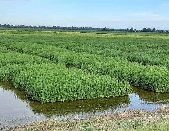 Southeast to highlight rice variety development, furrow irrigation at ...