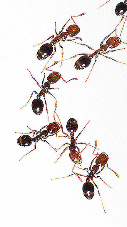 Missouri confirms red imported fire ant mounds in Bootheel