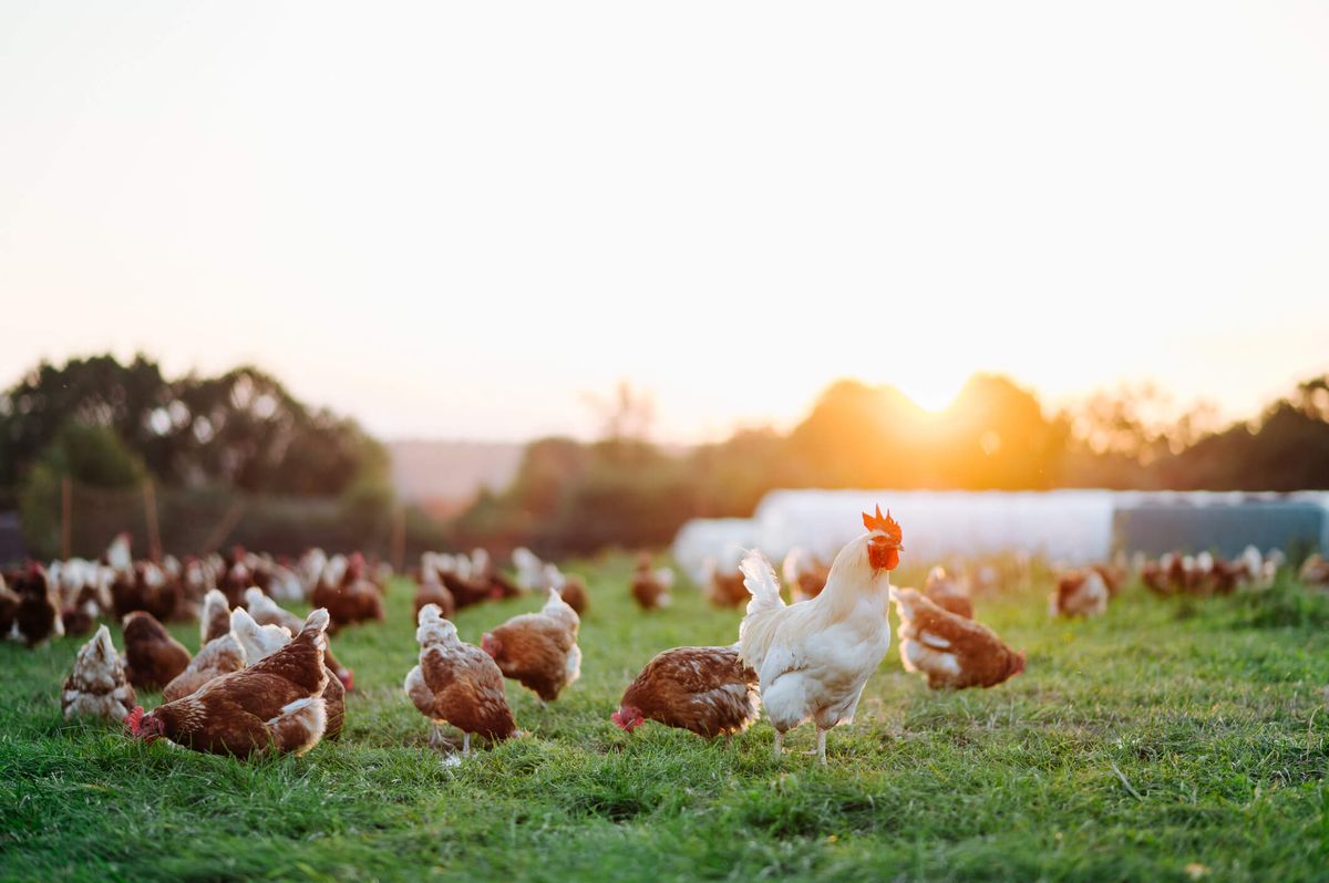 Missouri halts poultry events as avian influenza spreads to multiple c...