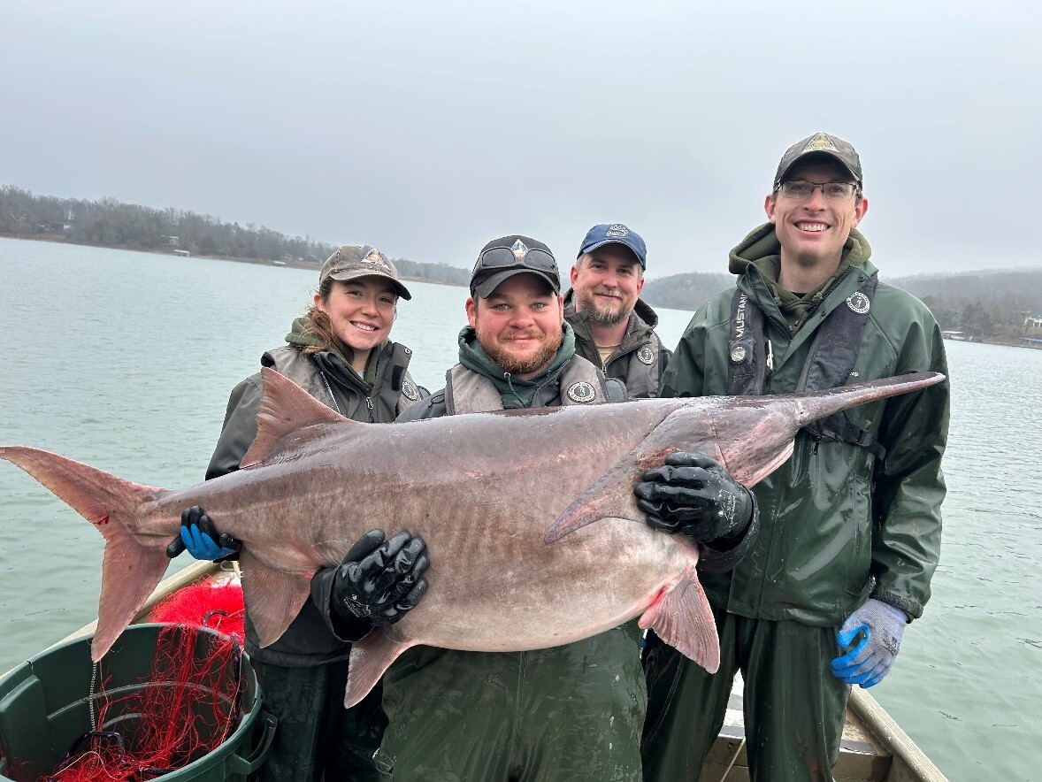 Discover Missouri's prehistoric paddlefish: Snagging season tips and r...