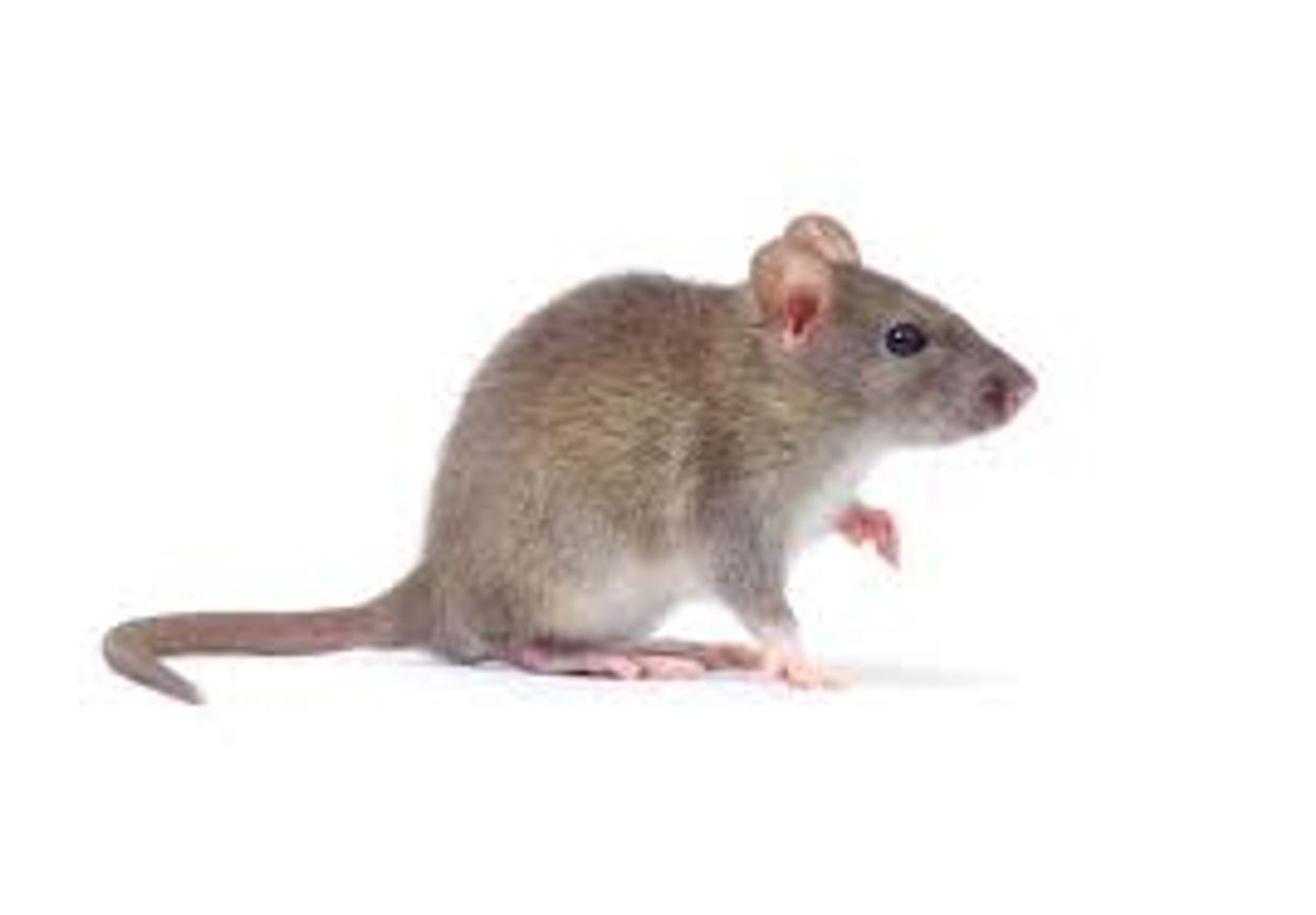 How to keep mice and rats out this fall