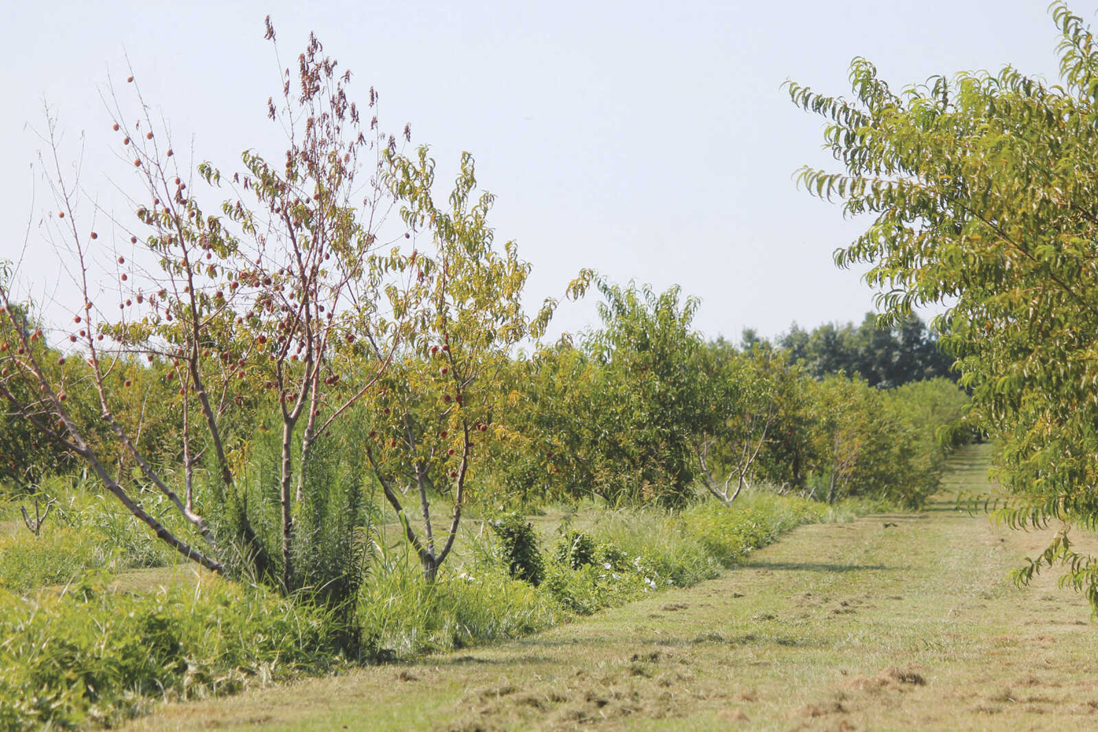 Bader Farms among many affected by chemical drift