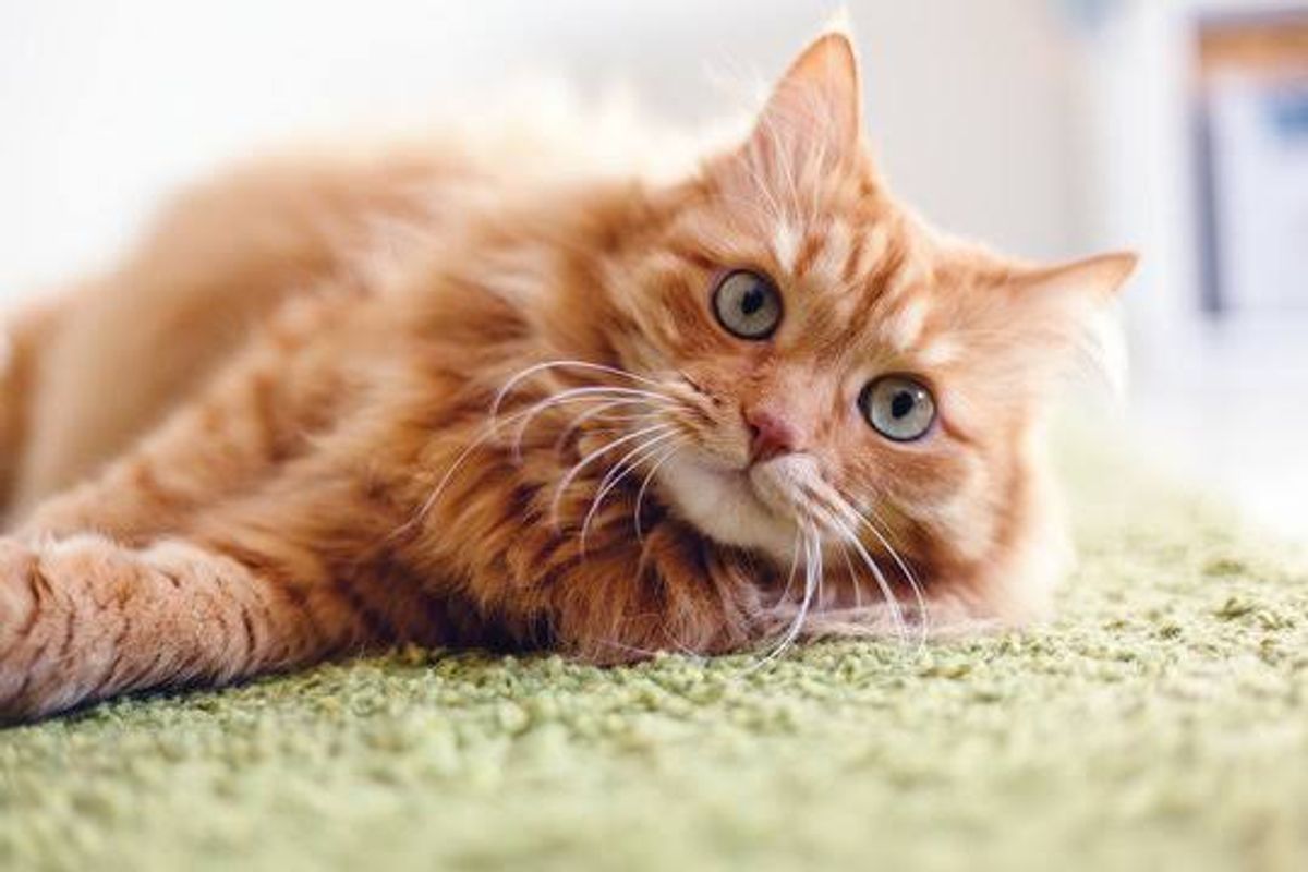 Trail of Tails to Host Free Community Workshop on Caring for...