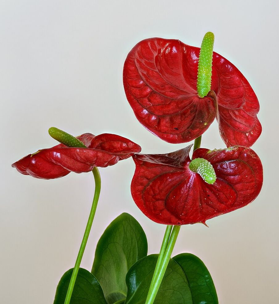 Show your love with these heart-shaped houseplants