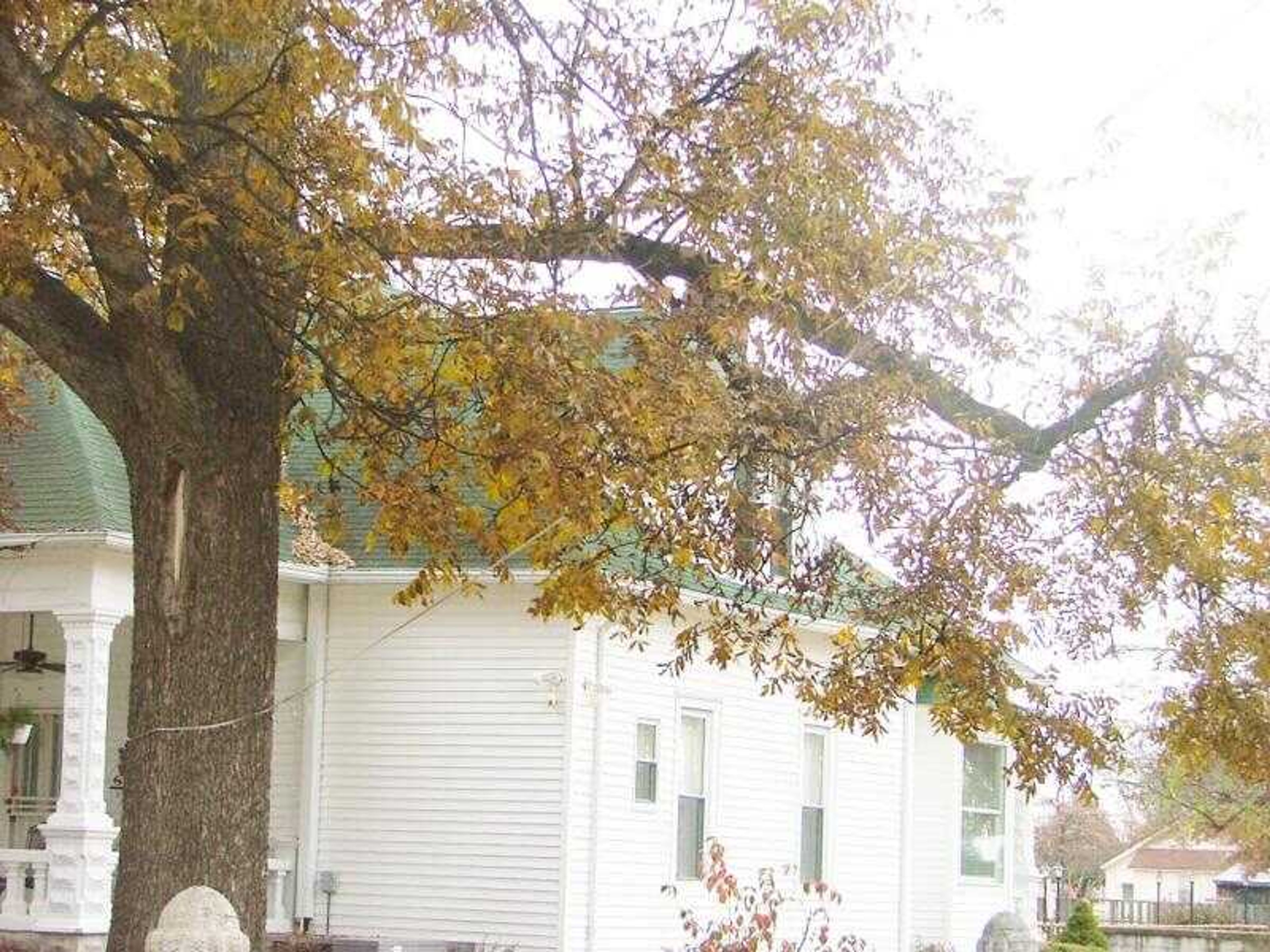 Tree serving as bracing structure for utility pole