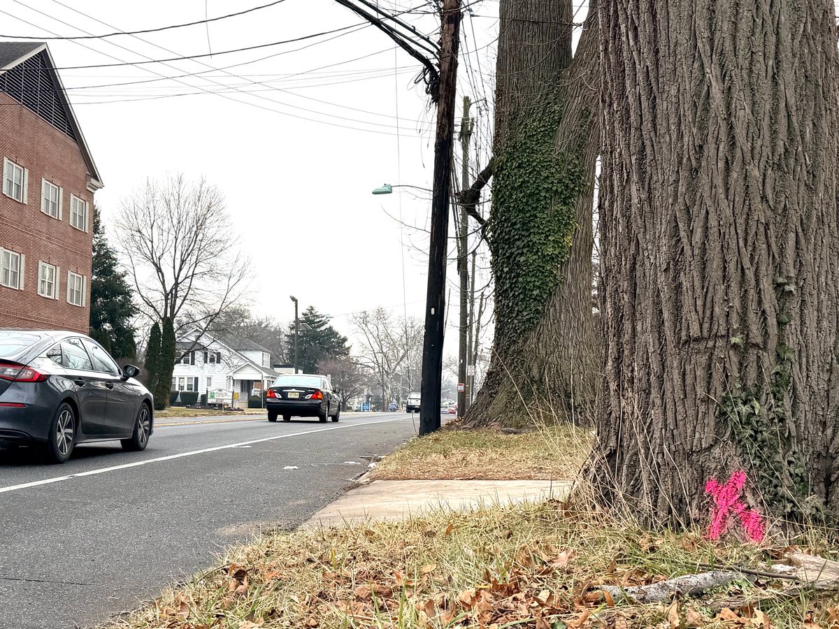 Pink Xs on Pike Mark Tree Removals for Route 30 Rebuild in A...