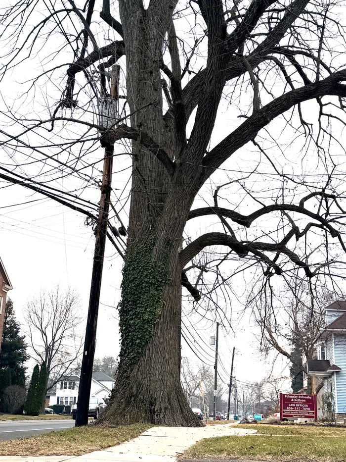 Pink Xs on Pike Mark Tree Removals for Route 30 Rebuild in A...