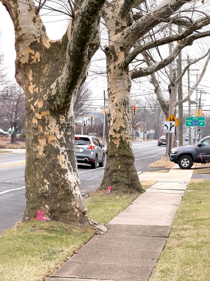 Pink Xs on Pike Mark Tree Removals for Route 30 Rebuild in A...