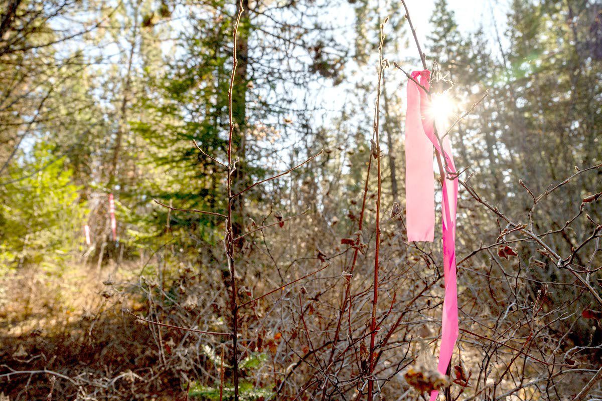 Forest thinning project slated for Fields Spring State Park