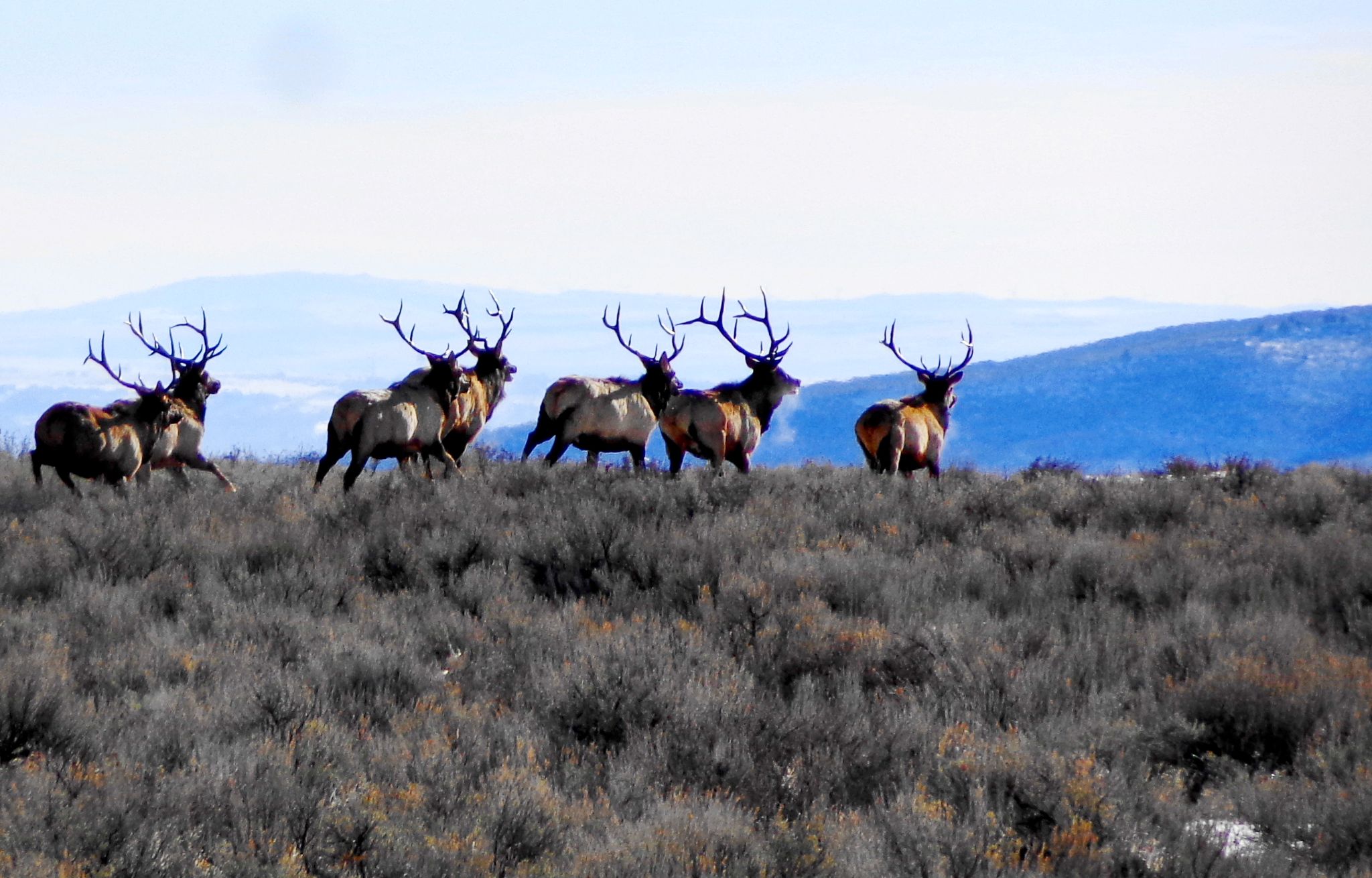 No more over-the-counter deer and elk tags for nonresidents