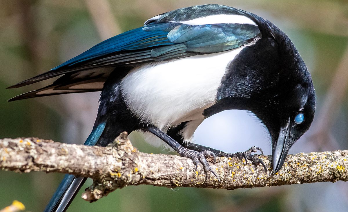 Magpie on a branch