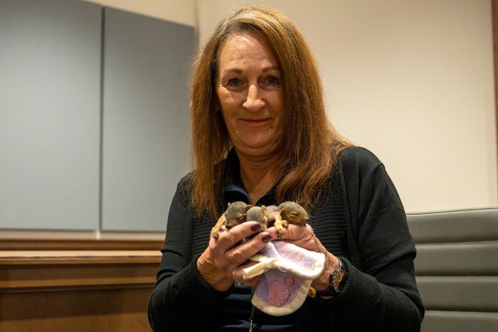 The courthouse, the bailiff and the baby squirrels