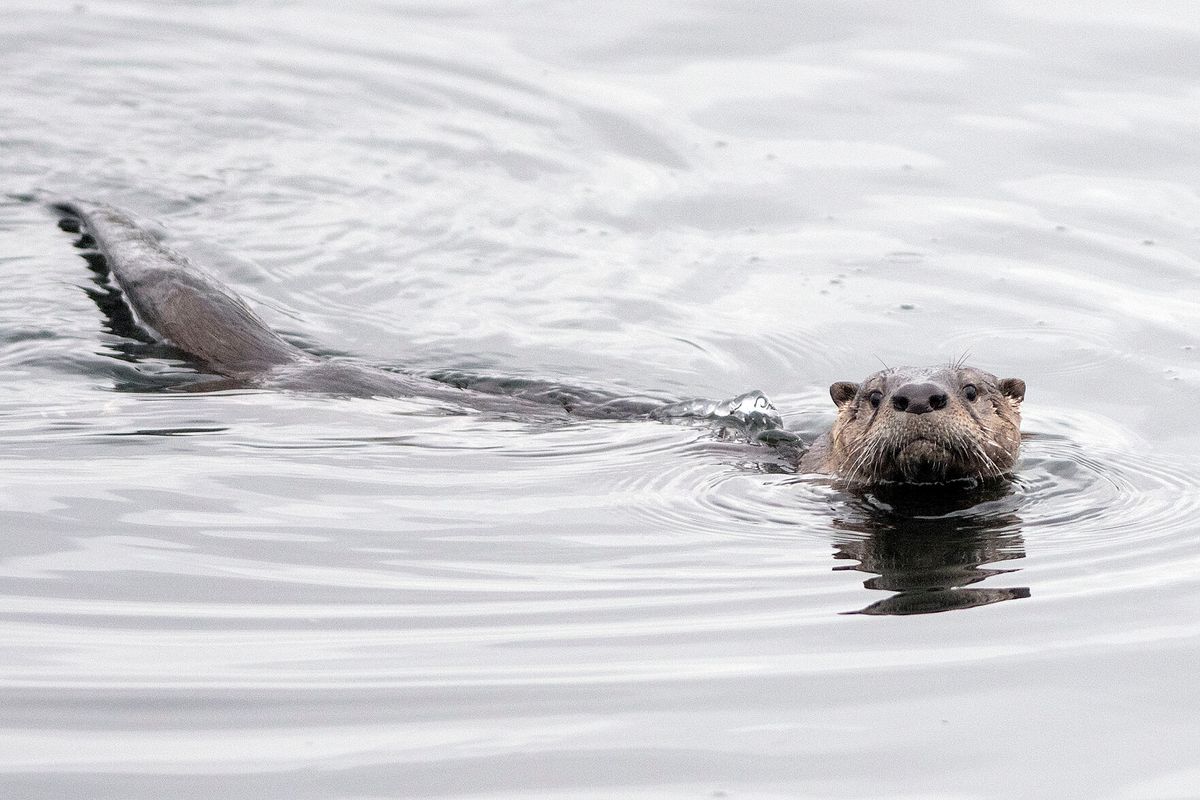 Latest word on wolves & otters