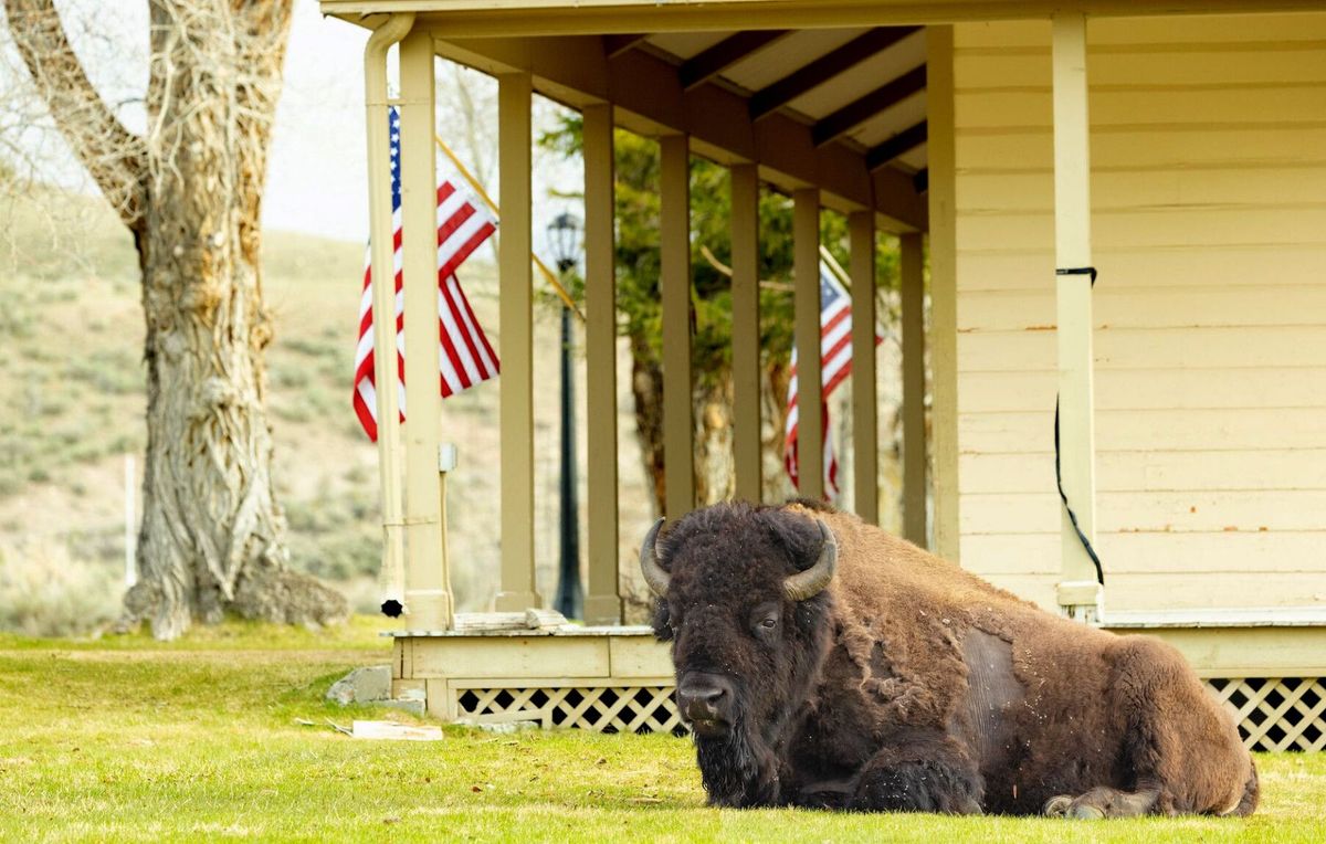 Bison group suggests shared stewardship