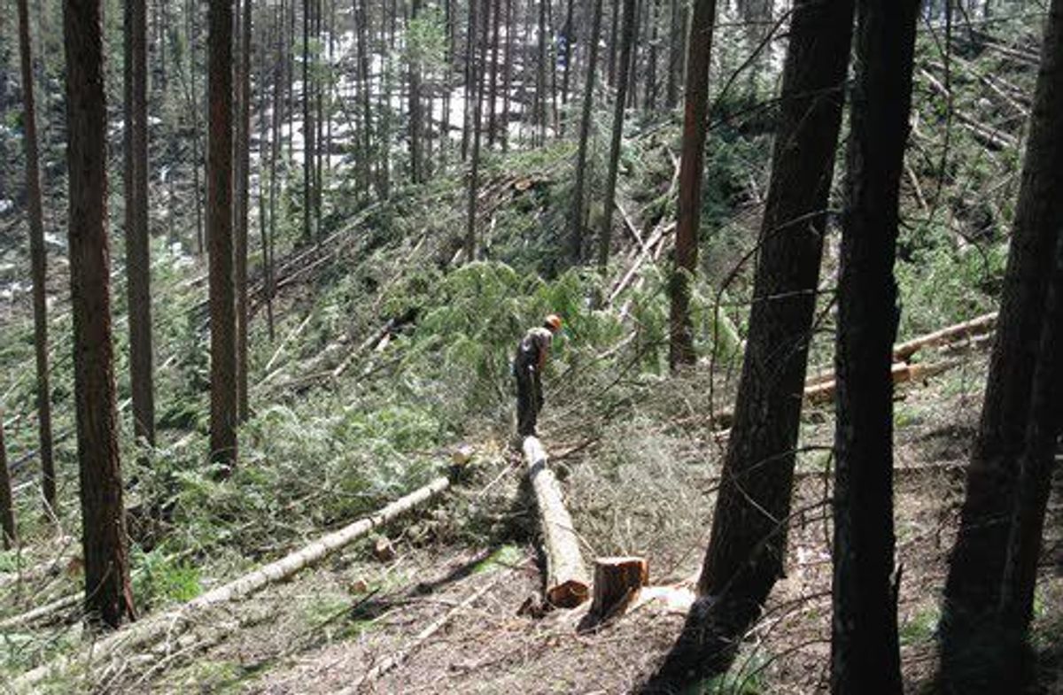 Restoration mantra has created a bump for logging