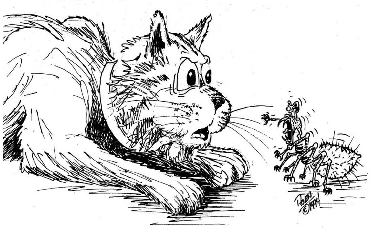 The aggressive house spider is aptly named