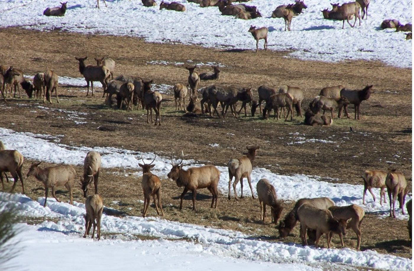 Washington Fish and Wildlife to study Blue Mountain elk herd