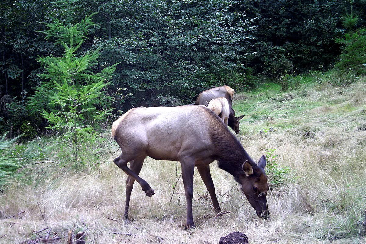Elk hoof disease steps into Idaho