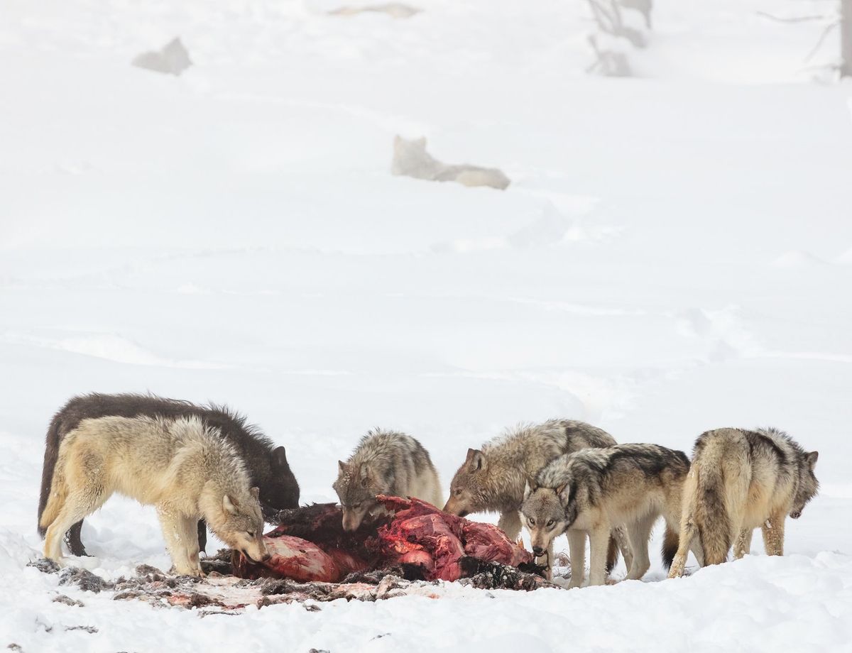 Wolves, elk and aspen