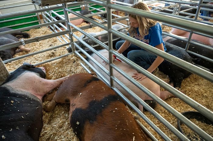 Young handlers connect with animals at Nez Perce County Fair