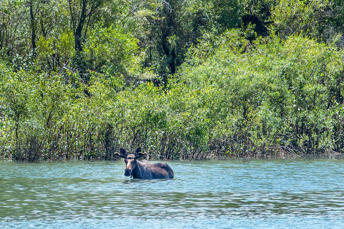 A moose at Mann Lake