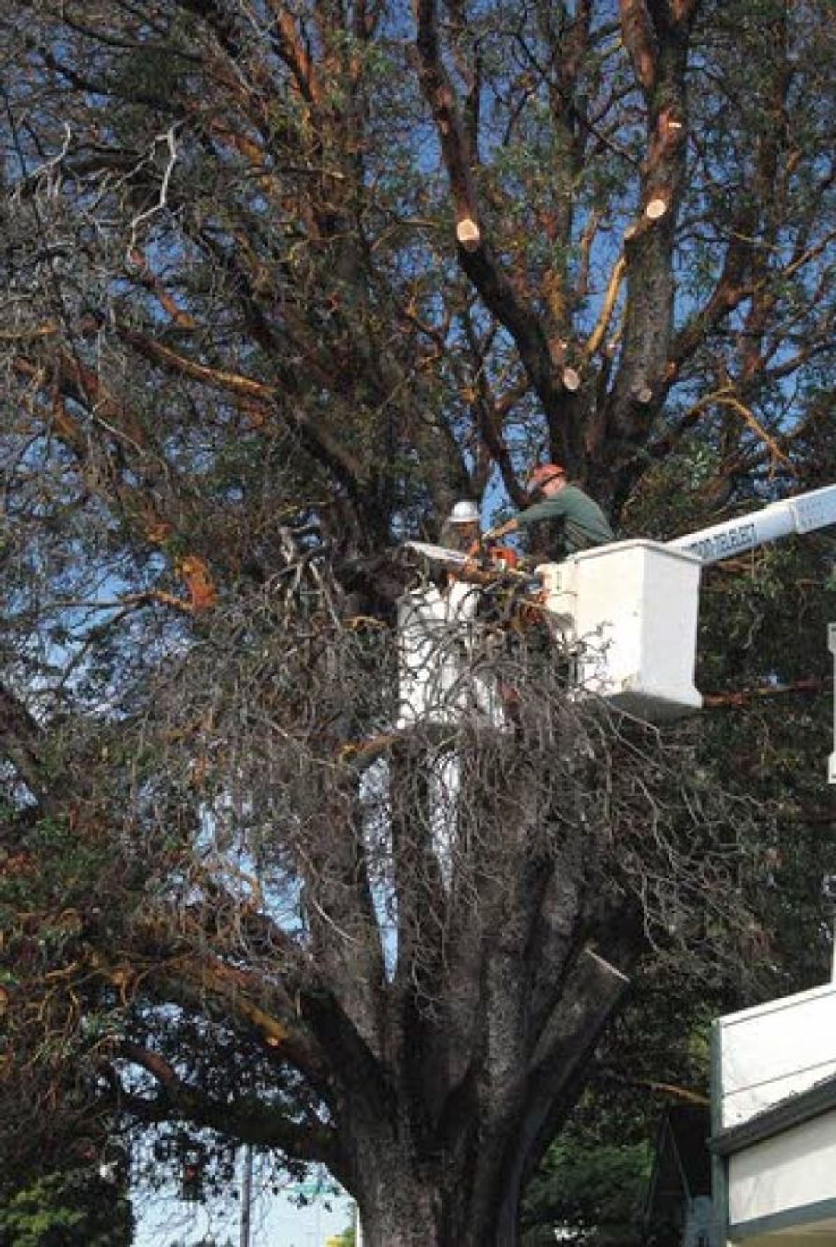 Landmark tree dying in Port Angeles