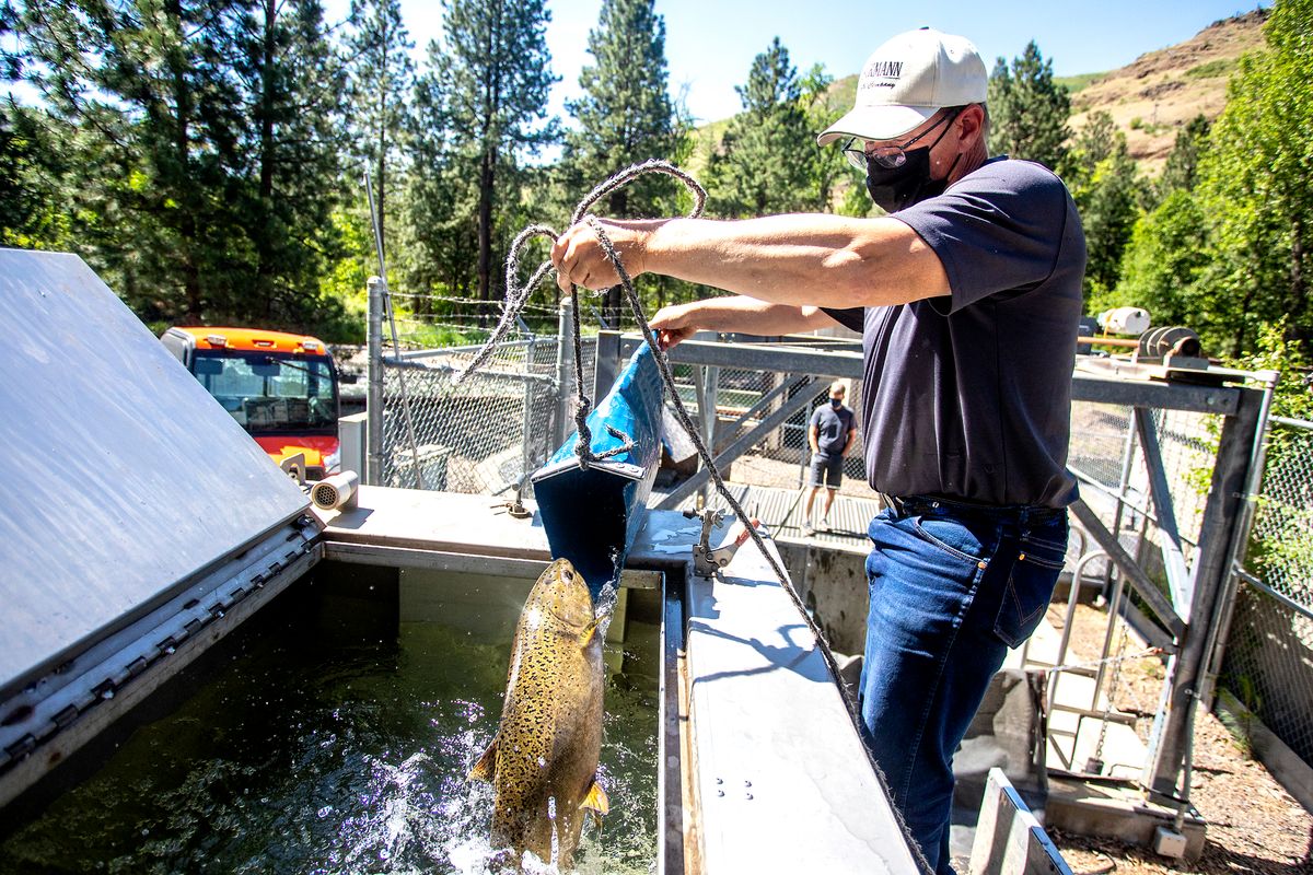 Report says Snake River chinook and steelhead still in peril