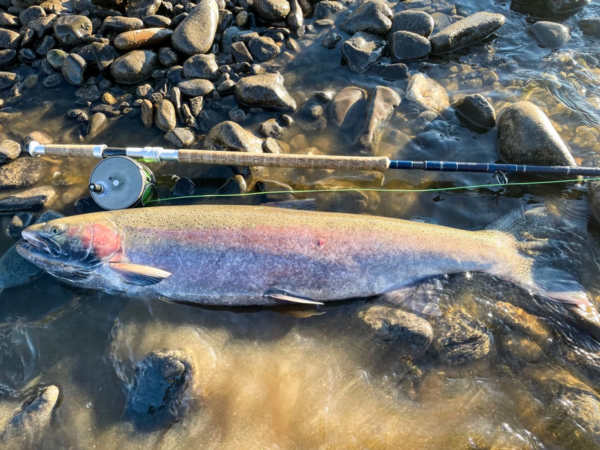 Record-setting steelhead: A ‘fish of a lifetime’