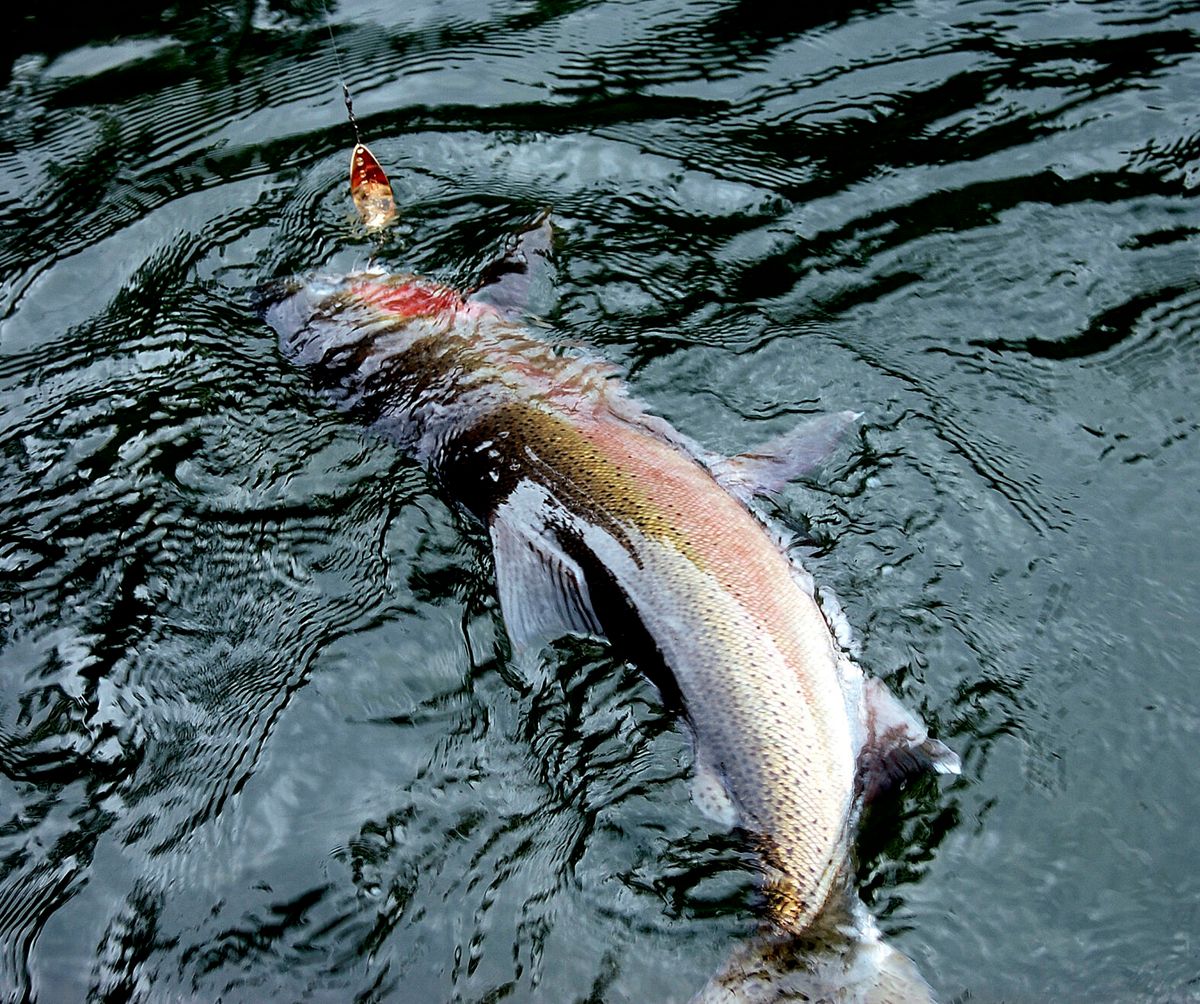 Idaho launching e-tags for salmon, steelhead