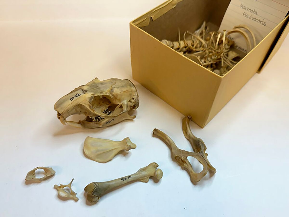 Charles R. Conner Museum