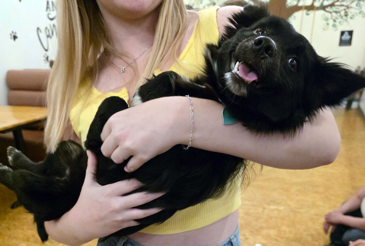 Rescuers chip away at canine hoarding situation