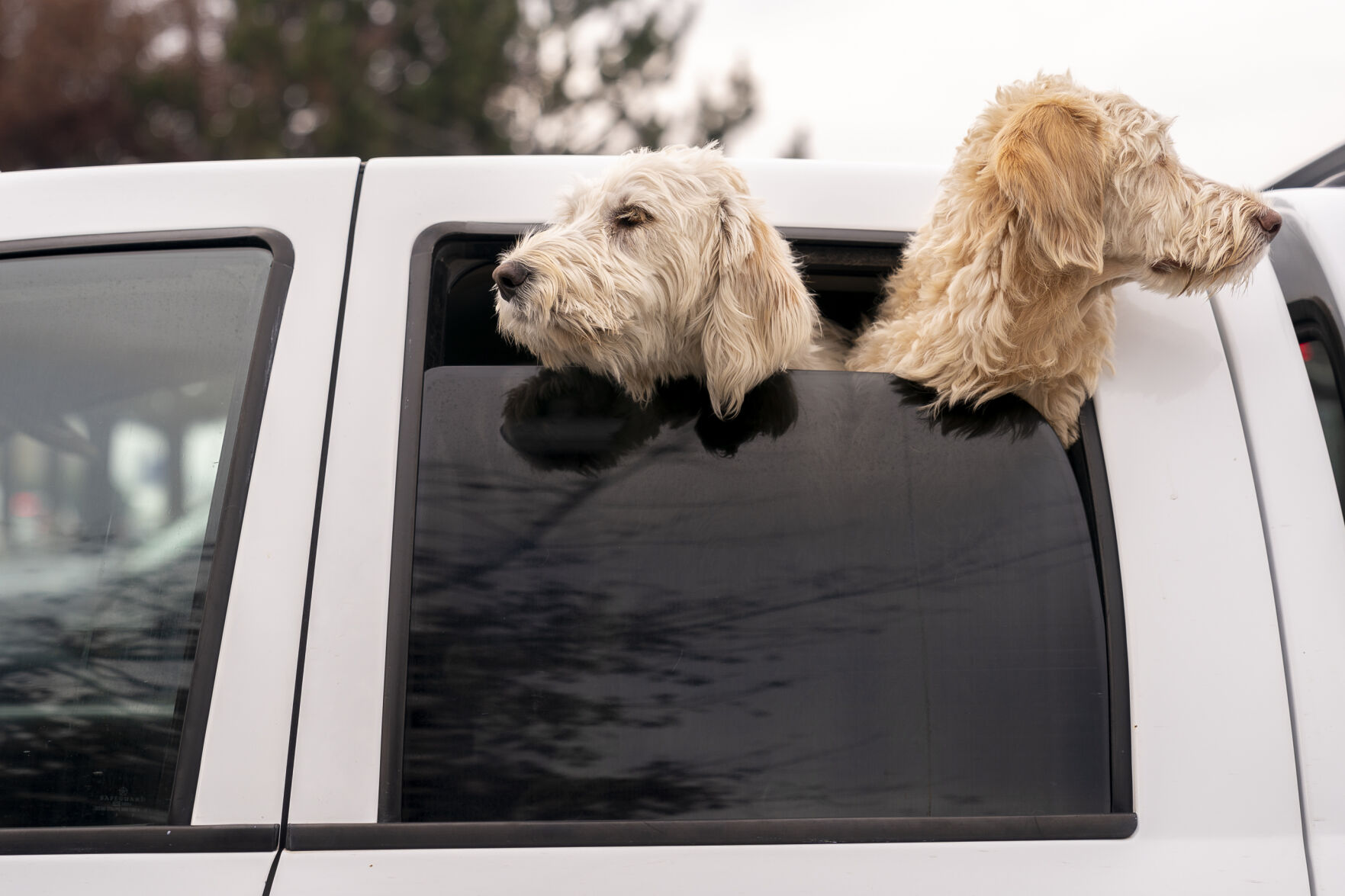 Janus dogs