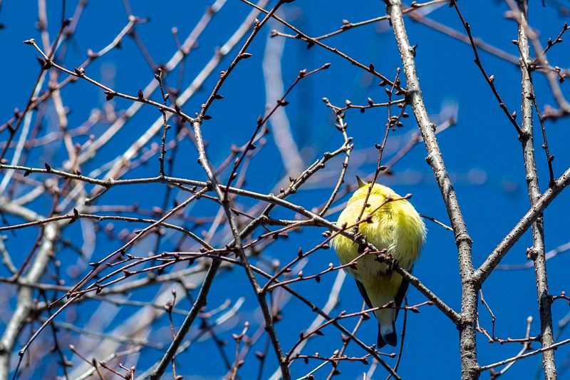 Yellow fellow